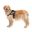 Julius K9 Size Guide | Julius K9 Harness Size Chart, Sizing & Fitting Guide
