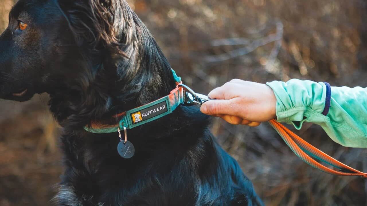 Ruffwear Front Range Collar | Built for Everyday Wear | Petshop Di