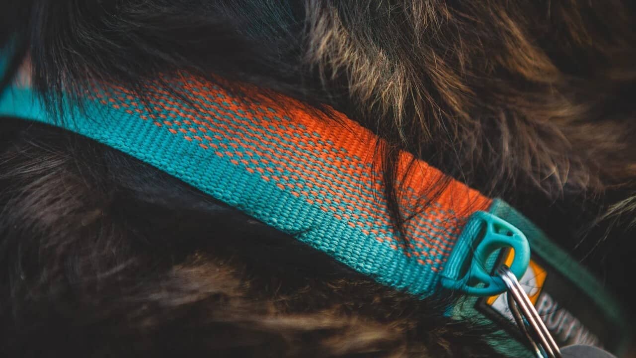 Ruffwear Front Range Collar | Built for Everyday Wear | Petshop Di