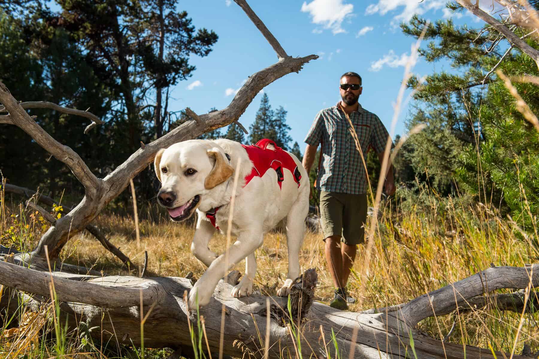 Ruffwear Dog Harness Size Guide - Pet Shop Direct